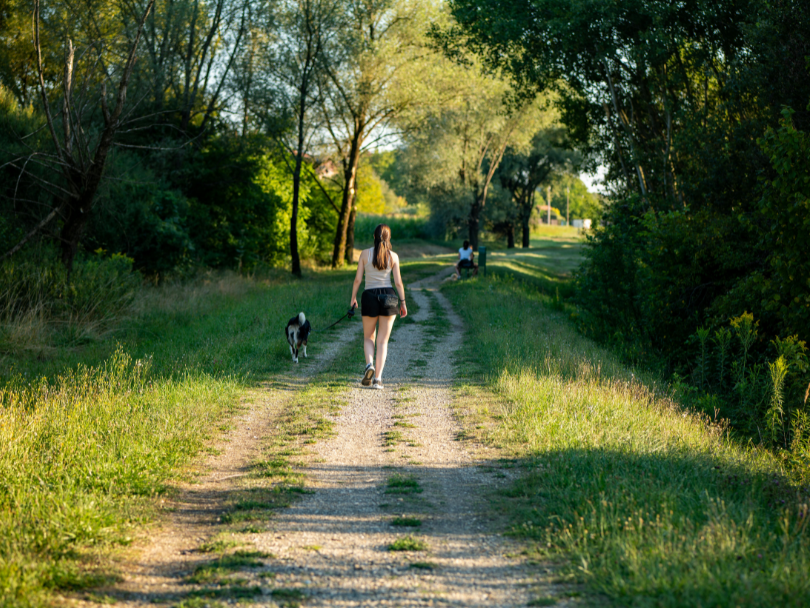 La importancia de pasear a tu perro al aire libre 🐾🌳 - Mujer Informa
